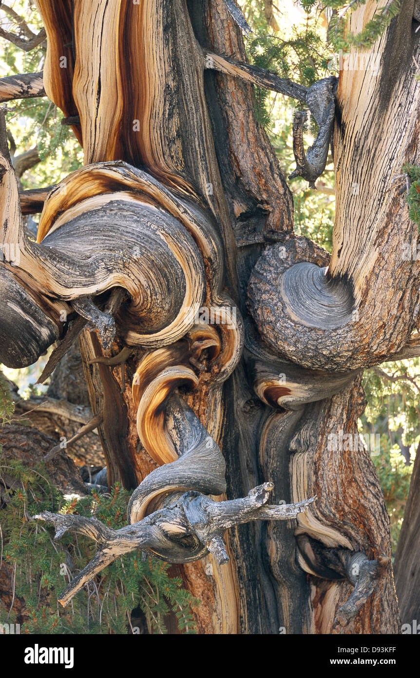 Bristlecone pine, curly wood, White Mountain Stock Photo - Alamy