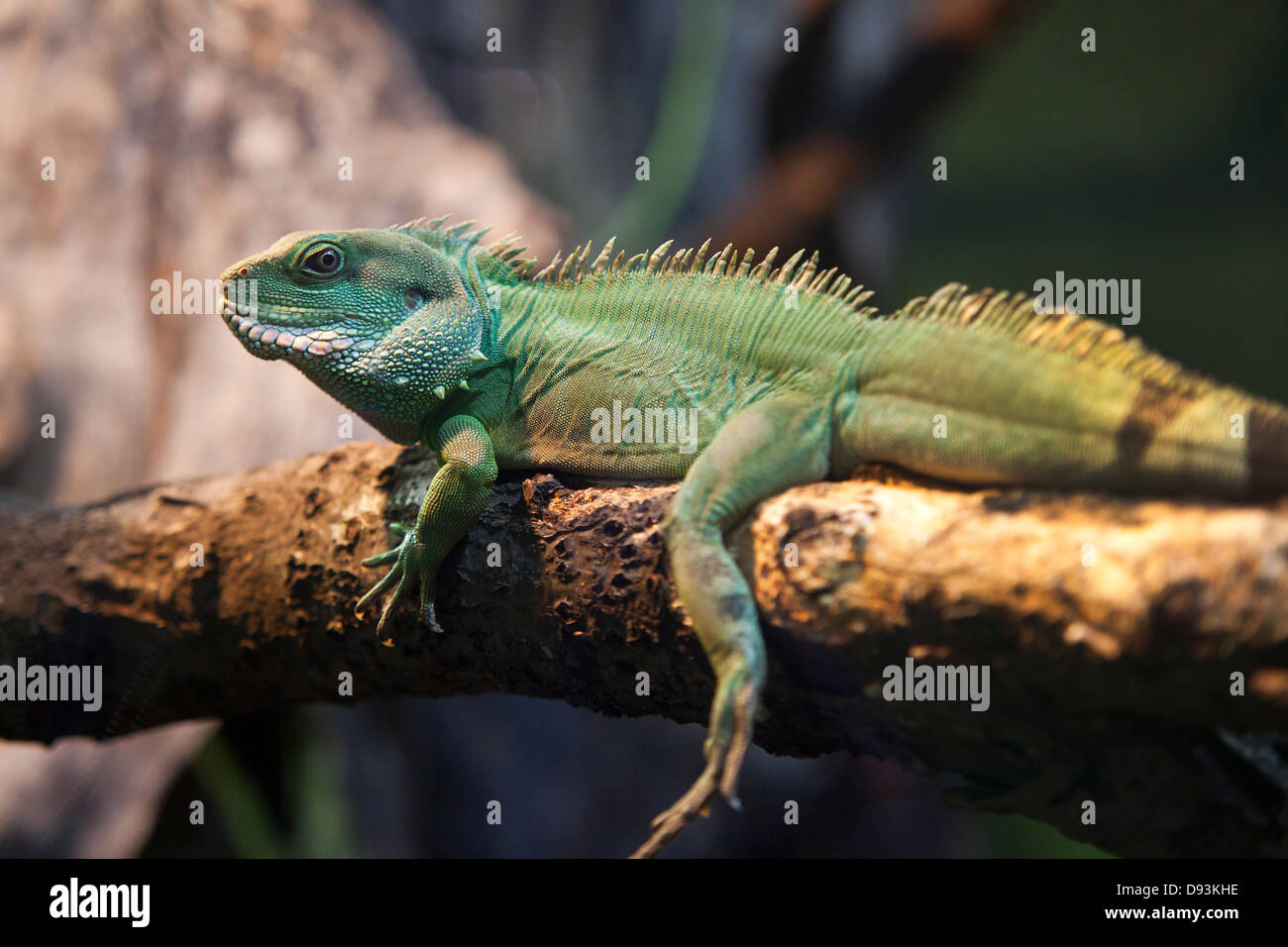 Iguana lizard photographed in enclosure at Chester Zoo Stock Photo - Alamy