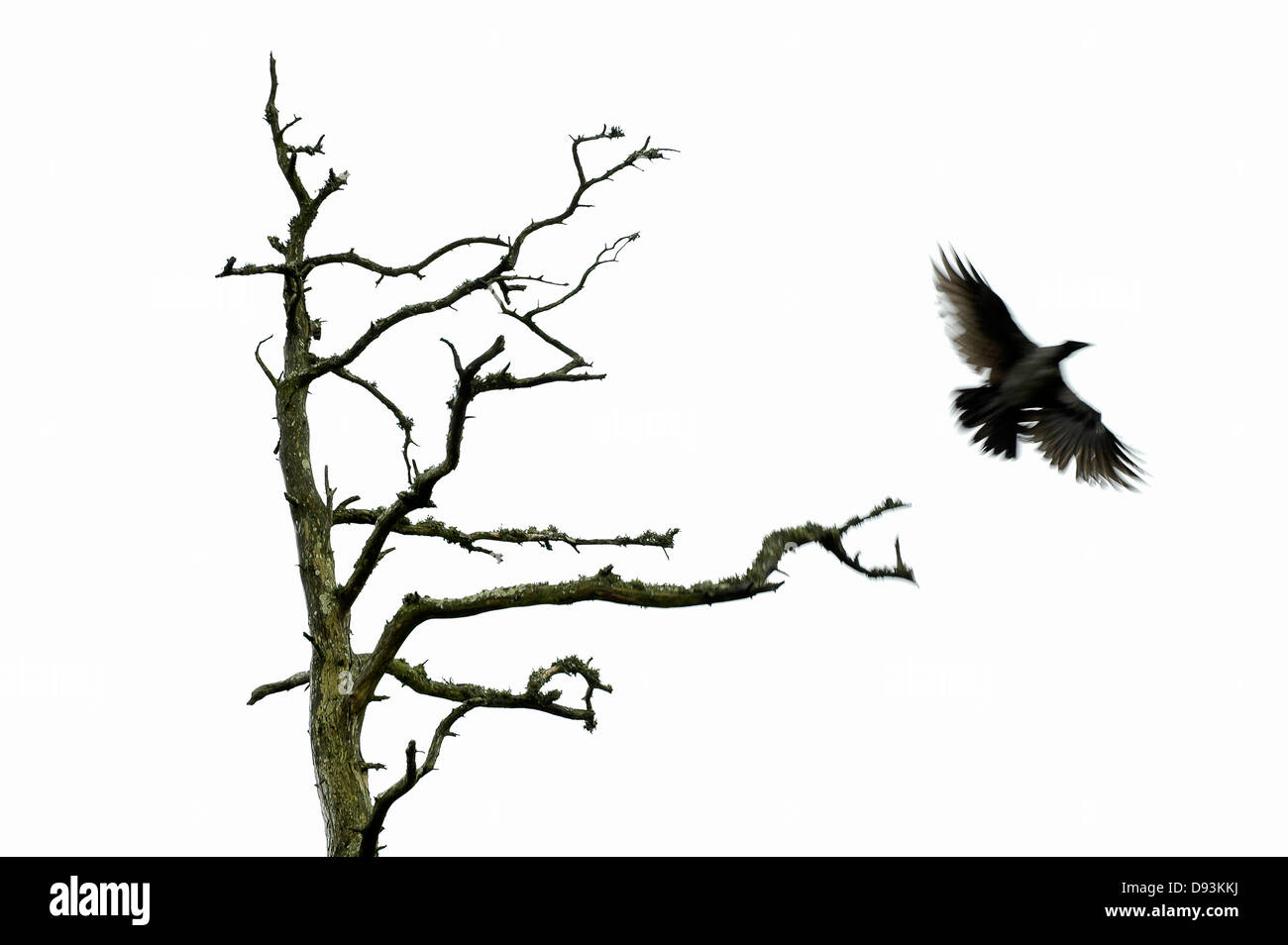 Flying from tree to tree hi-res stock photography and images - Alamy