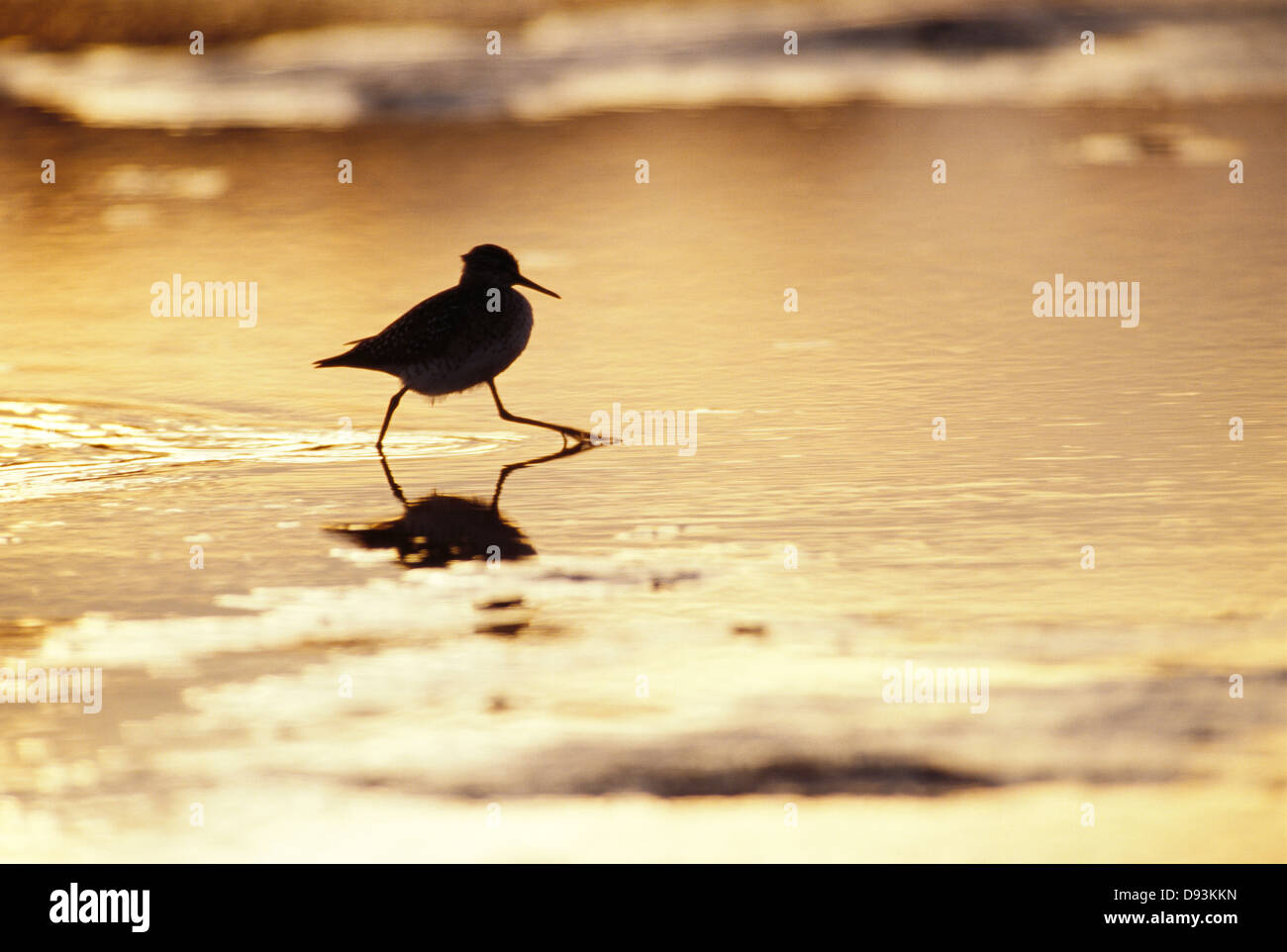A bird walking Stock Photo - Alamy