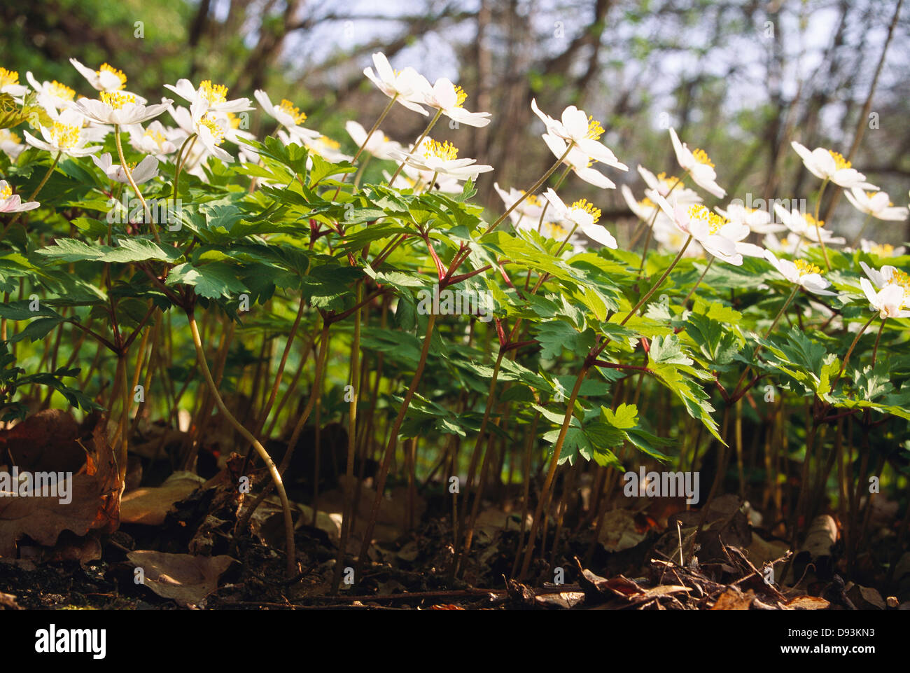 Windwood hi-res stock photography and images - Alamy