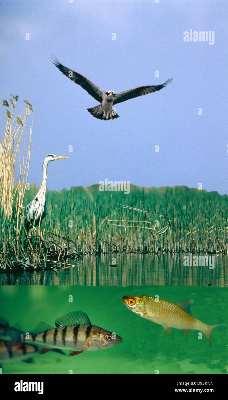 Birds and fish Stock Photo - Alamy