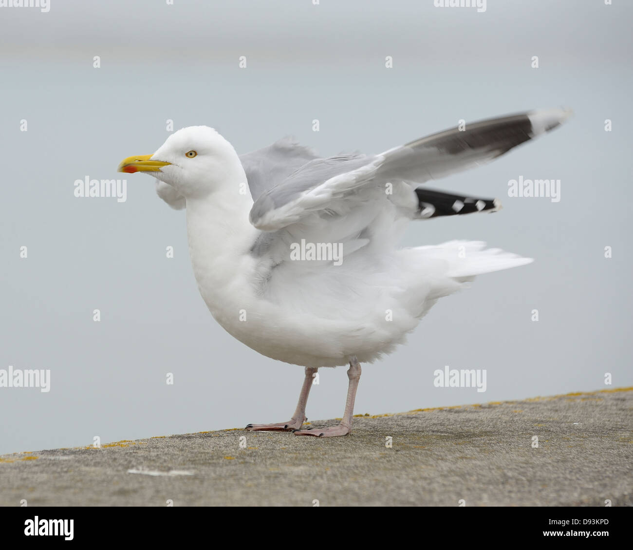 A seagull flapping its wings Stock Photo - Alamy