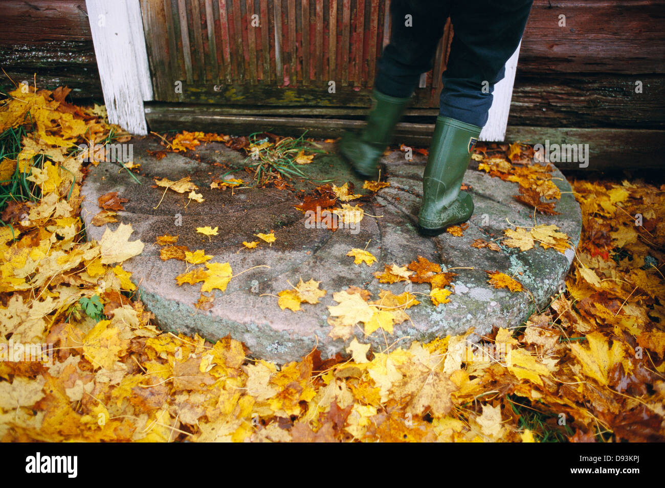 Step on leaves hi-res stock photography and images - Alamy