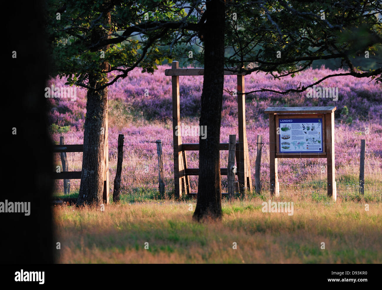 Heath moor, Halland, Sweden Stock Photo - Alamy