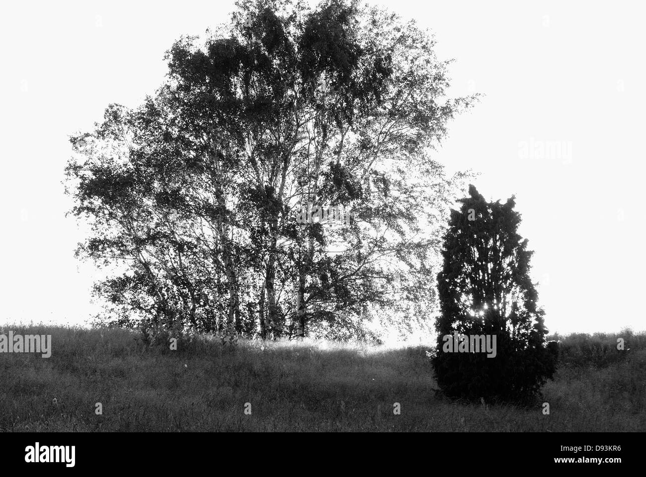 Juniper shrub hi-res stock photography and images - Alamy