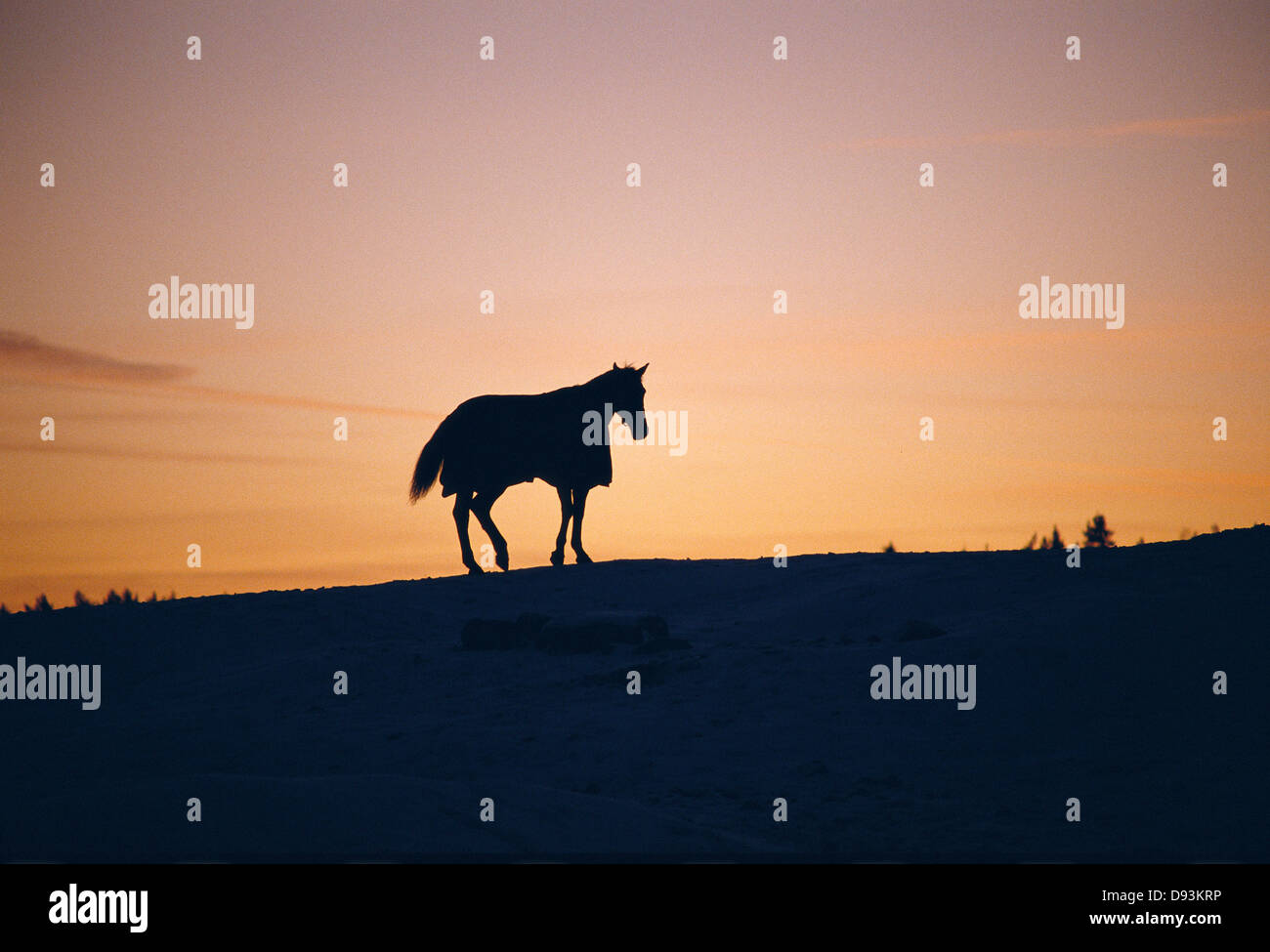 Horse and sunset hi-res stock photography and images - Alamy