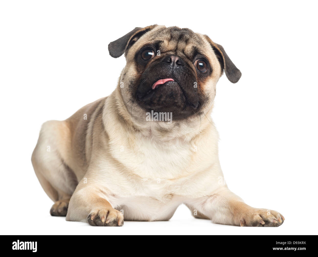 Pug, 1 year old, portrait lying against white background Stock Photo ...