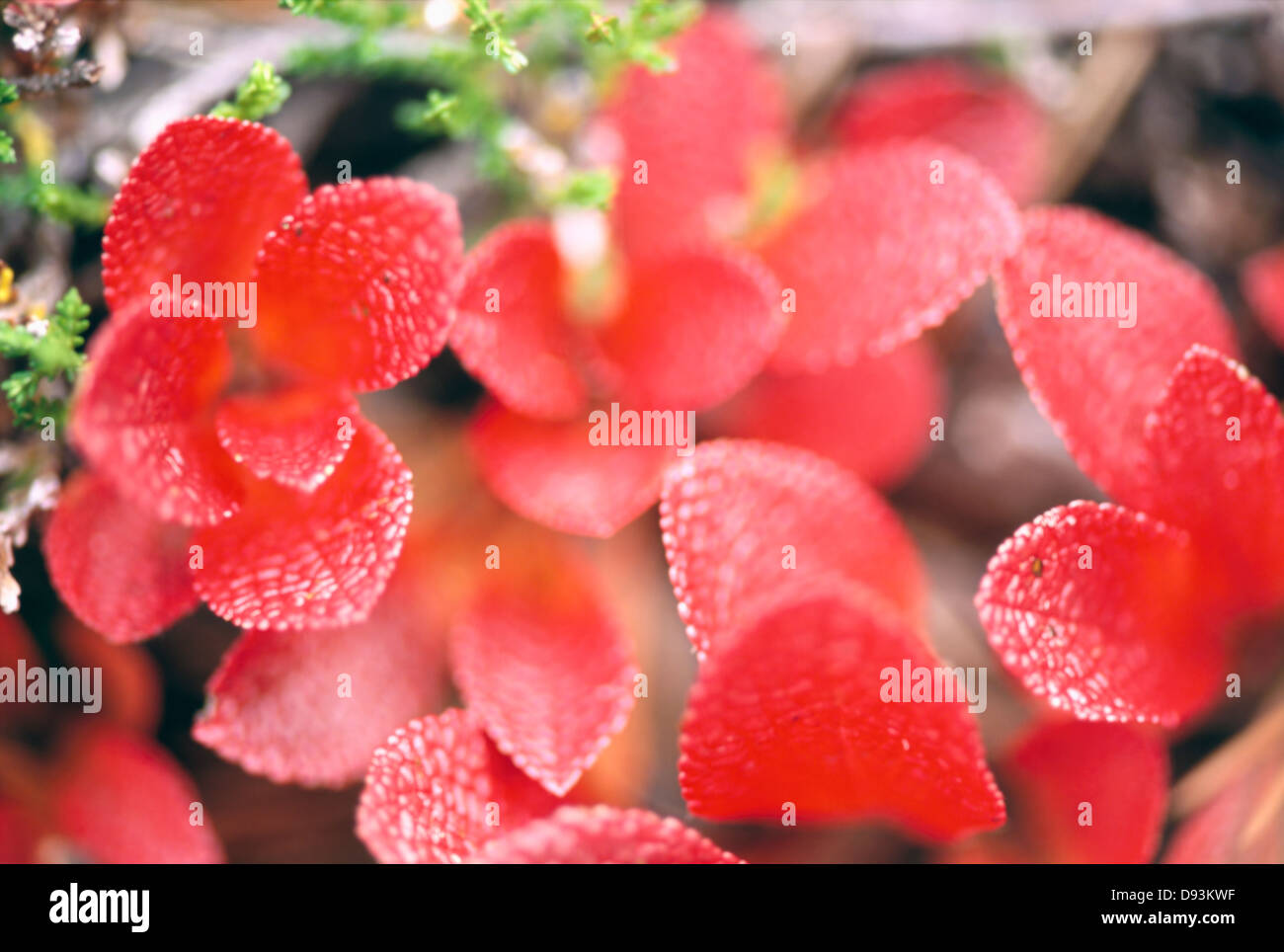 Bearberries hi-res stock photography and images - Alamy