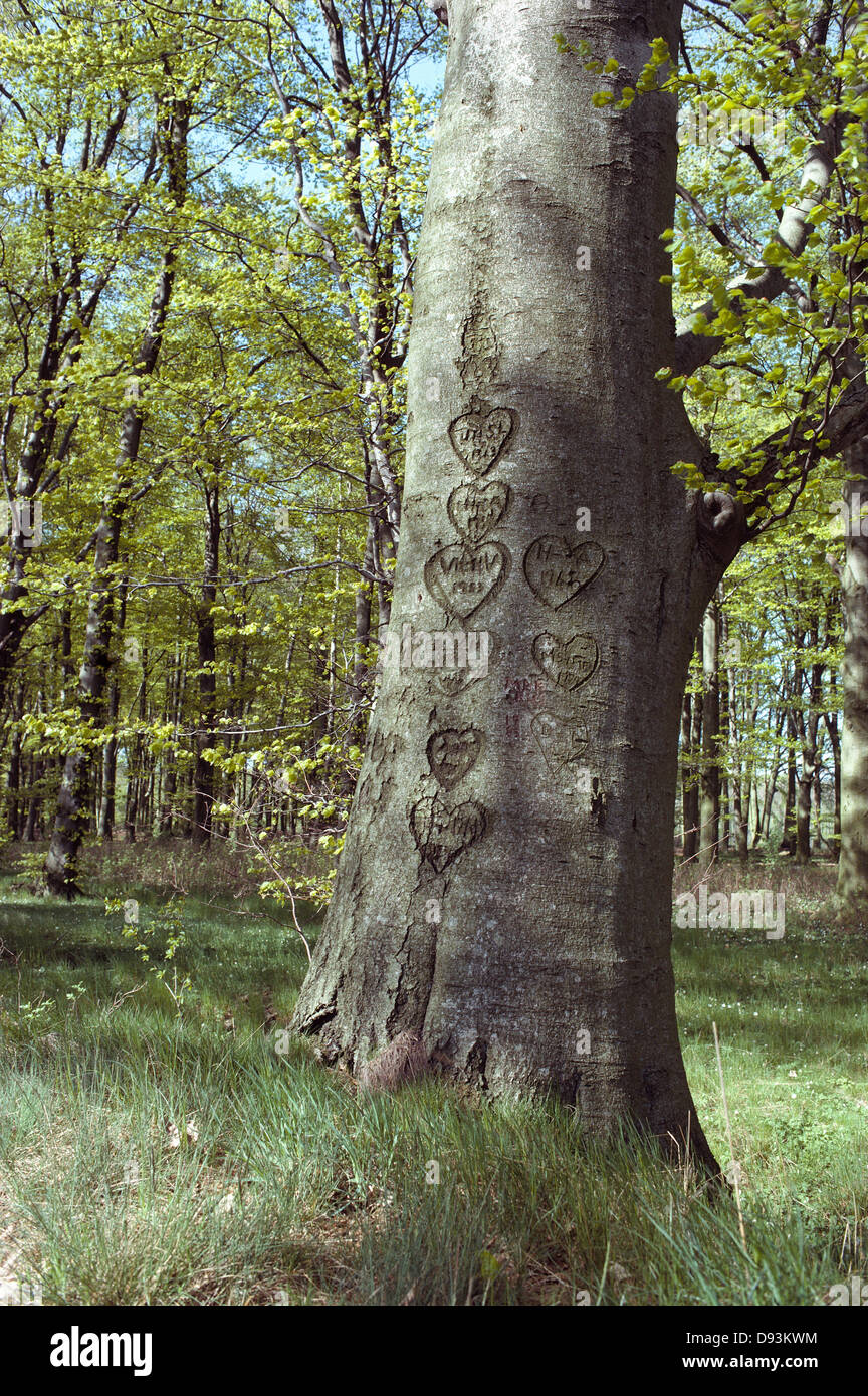 Carved Hearts In Tree High Resolution Stock Photography and Images - Alamy