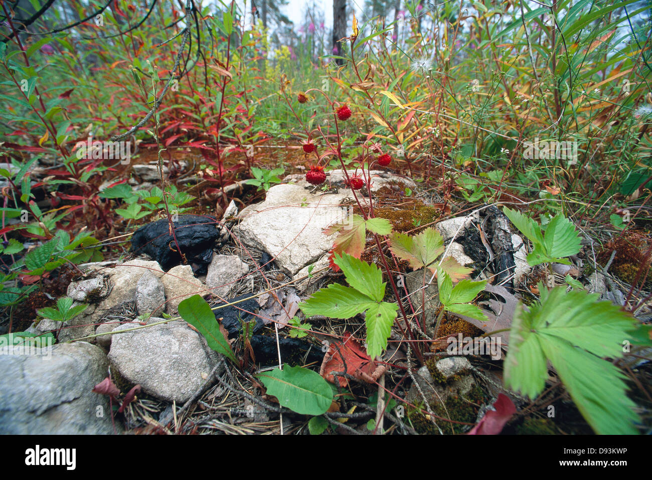 Three years after forest fire hi-res stock photography and images - Alamy