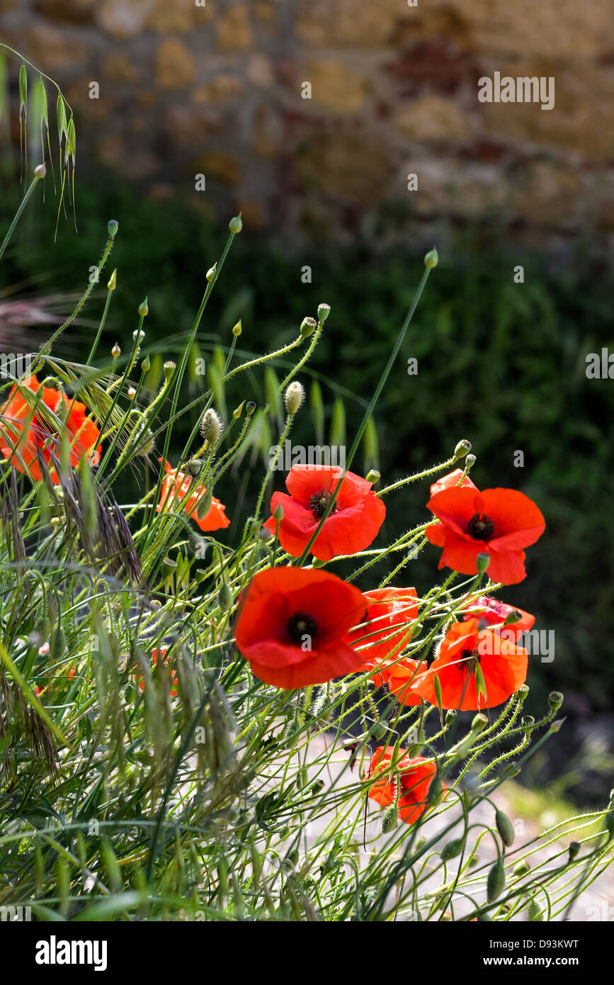 Poppies cascading hi-res stock photography and images - Alamy