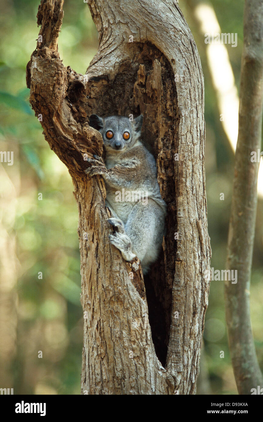 Lemur tree hi-res stock photography and images - Alamy
