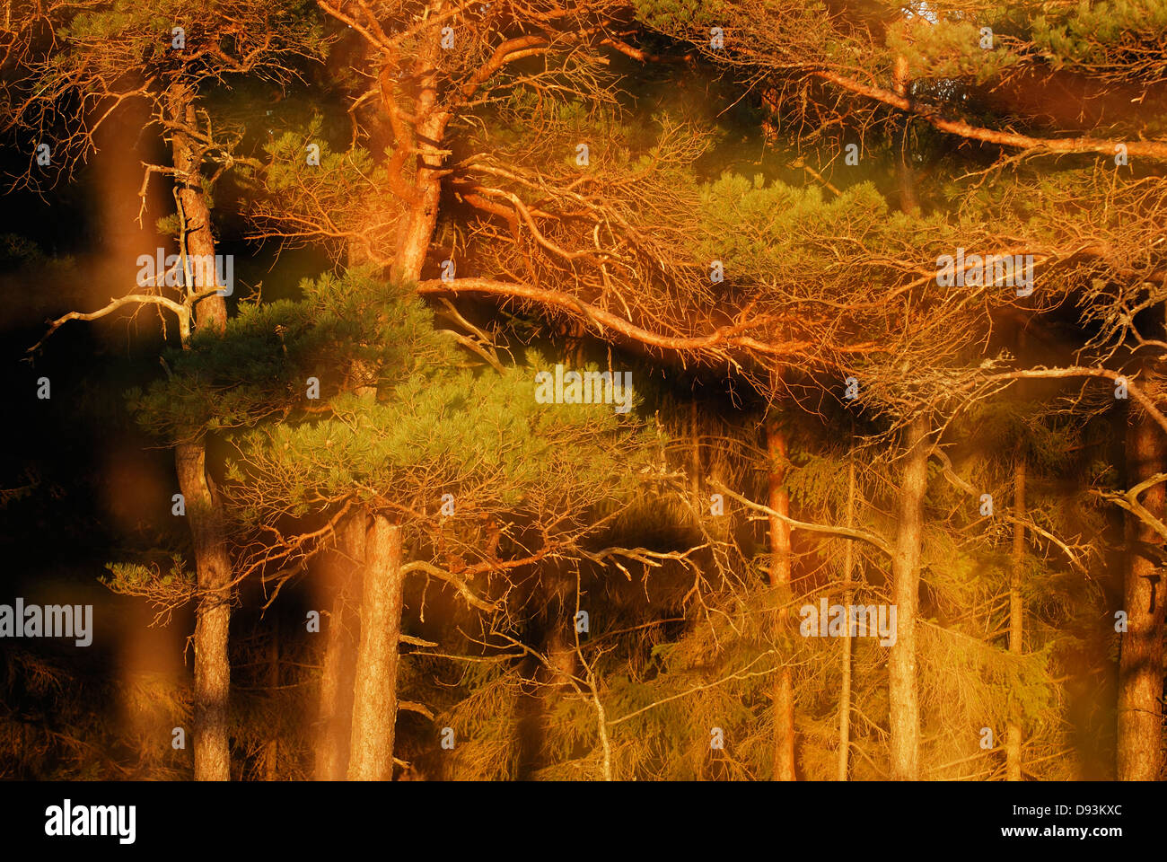 Pinewood close up hi-res stock photography and images - Alamy