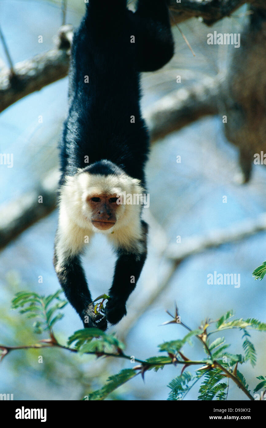 Monkey hanging up side down Stock Photo - Alamy
