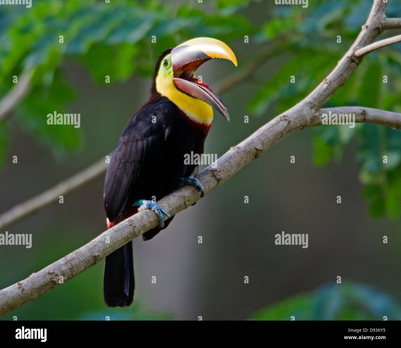 Chestnut mandibled toucan hi-res stock photography and images - Alamy