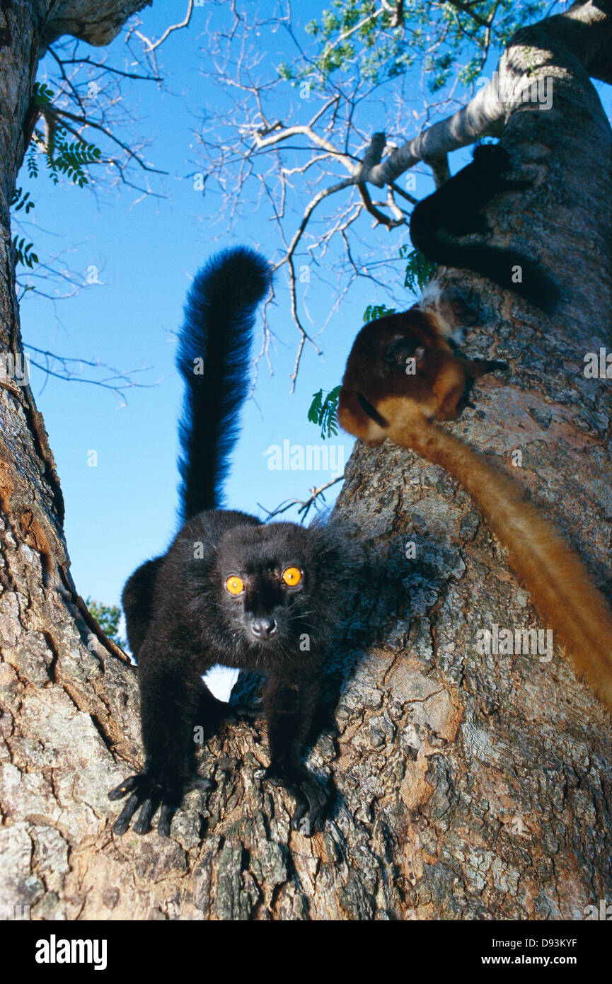 Male Lemur High Resolution Stock Photography and Images - Alamy