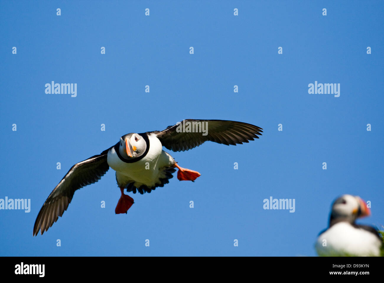 Flying puffin hi-res stock photography and images - Alamy