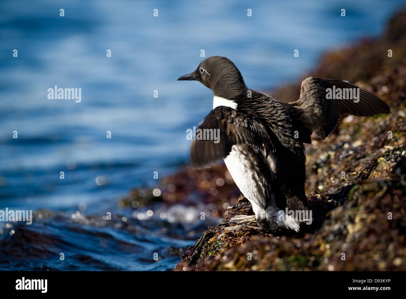 Common guillemot standing hi-res stock photography and images - Alamy