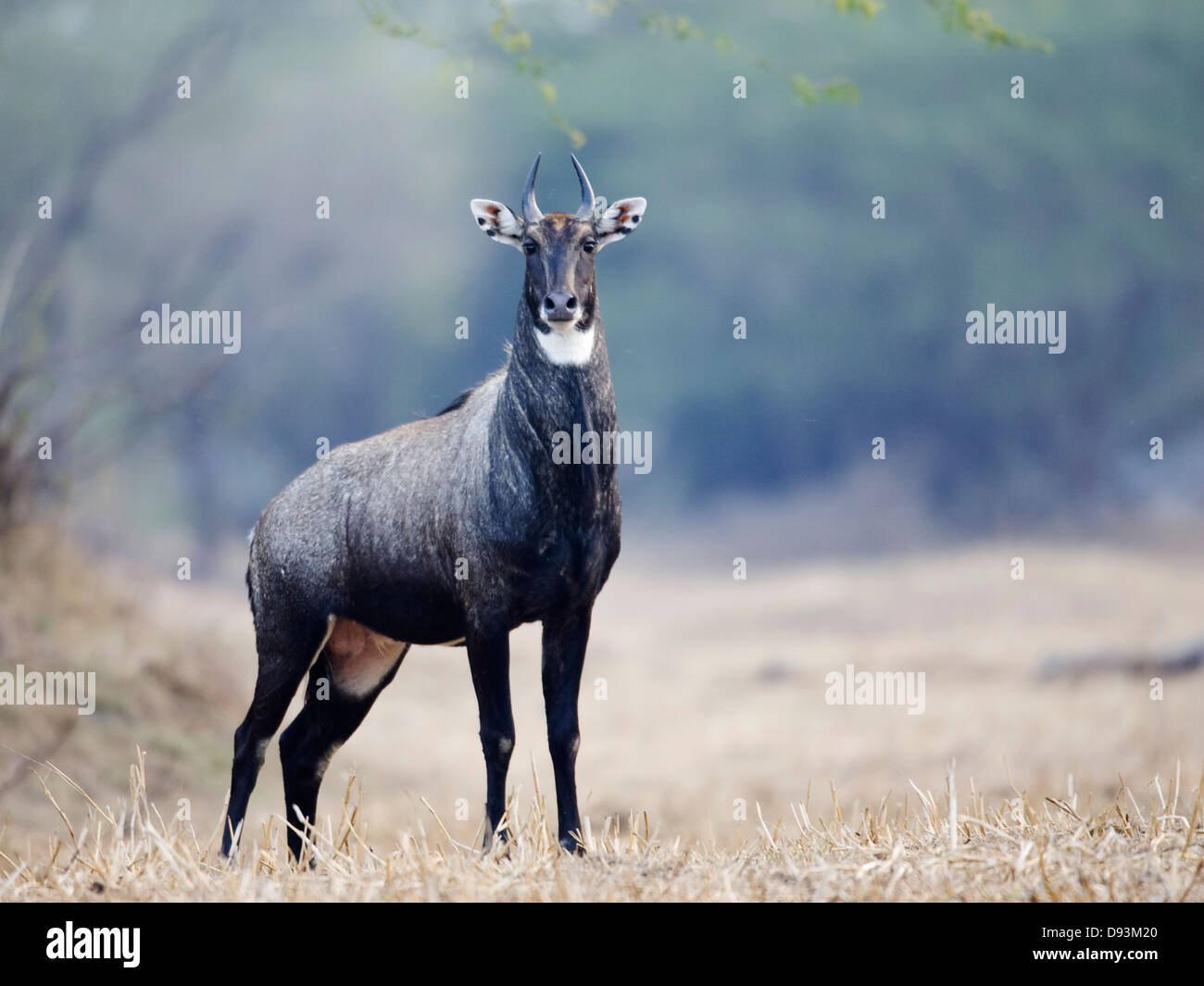 Spiral horned antelopes hi-res stock photography and images - Alamy