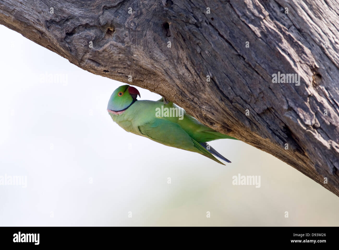 Upside down parrot hi-res stock photography and images - Alamy