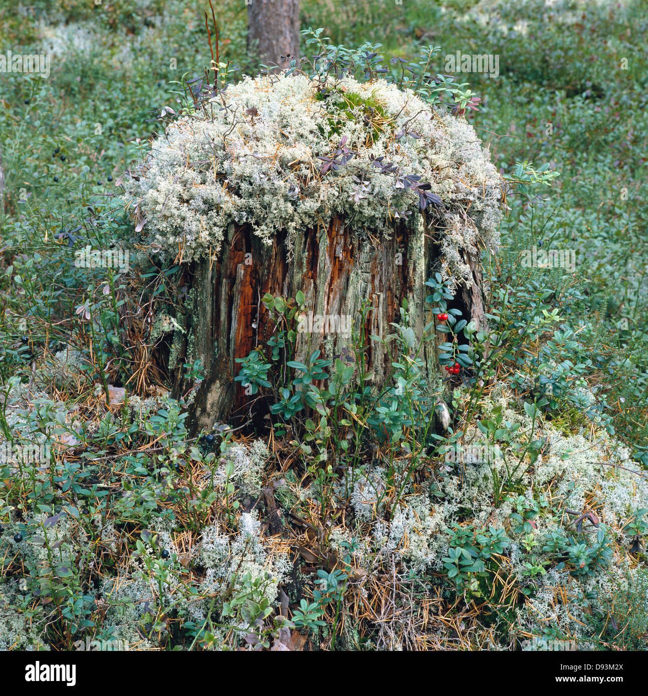 A stumpo covered with moss Stock Photo - Alamy