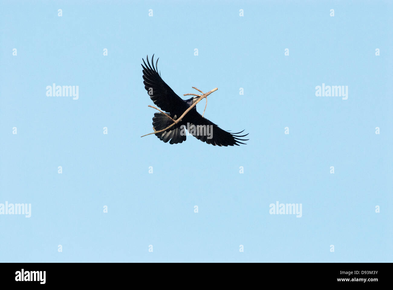 Rook flying mid-air Stock Photo - Alamy