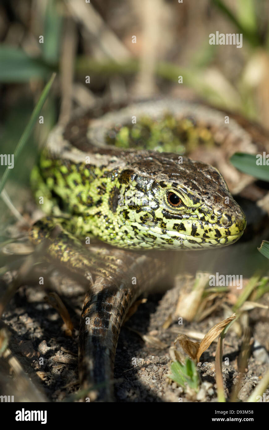 Lizard close hi-res stock photography and images - Alamy