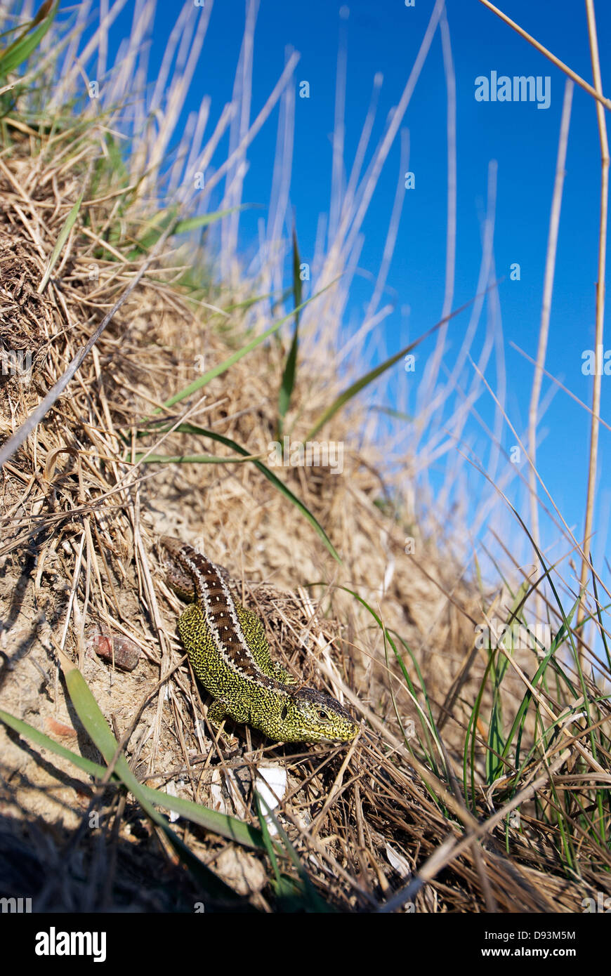 Lizard in grass, close-up Stock Photo - Alamy