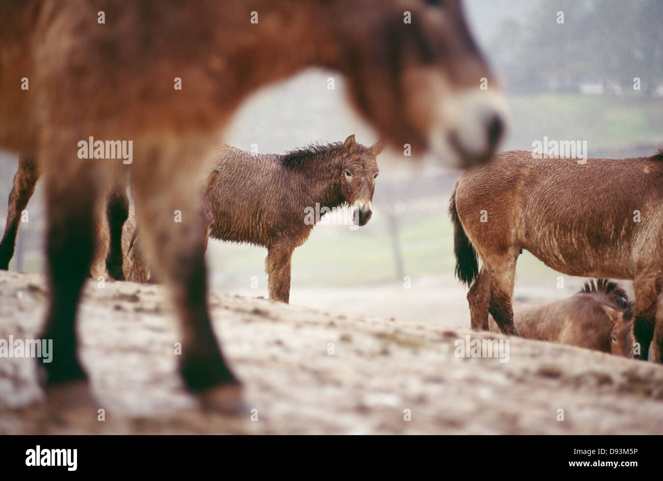Four horses standing hi-res stock photography and images - Alamy