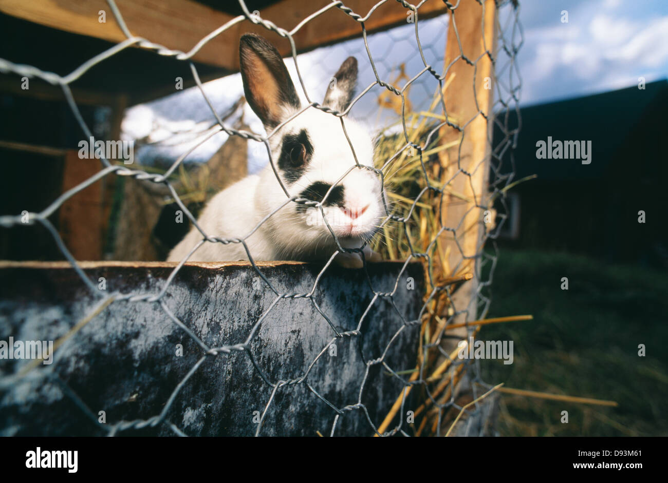 Rabbit fence hi-res stock photography and images - Alamy