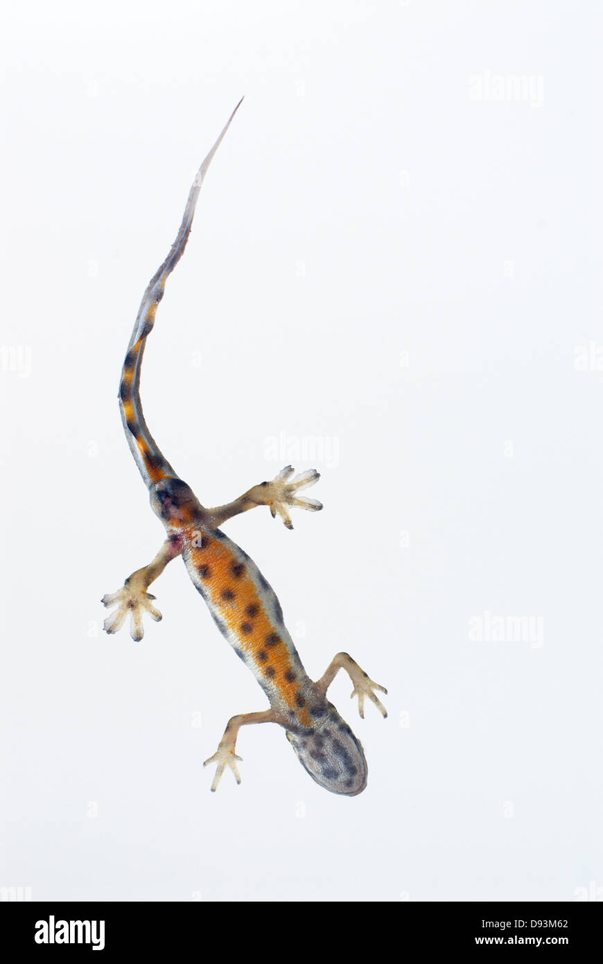 Smooth newt on white background, close-up Stock Photo - Alamy