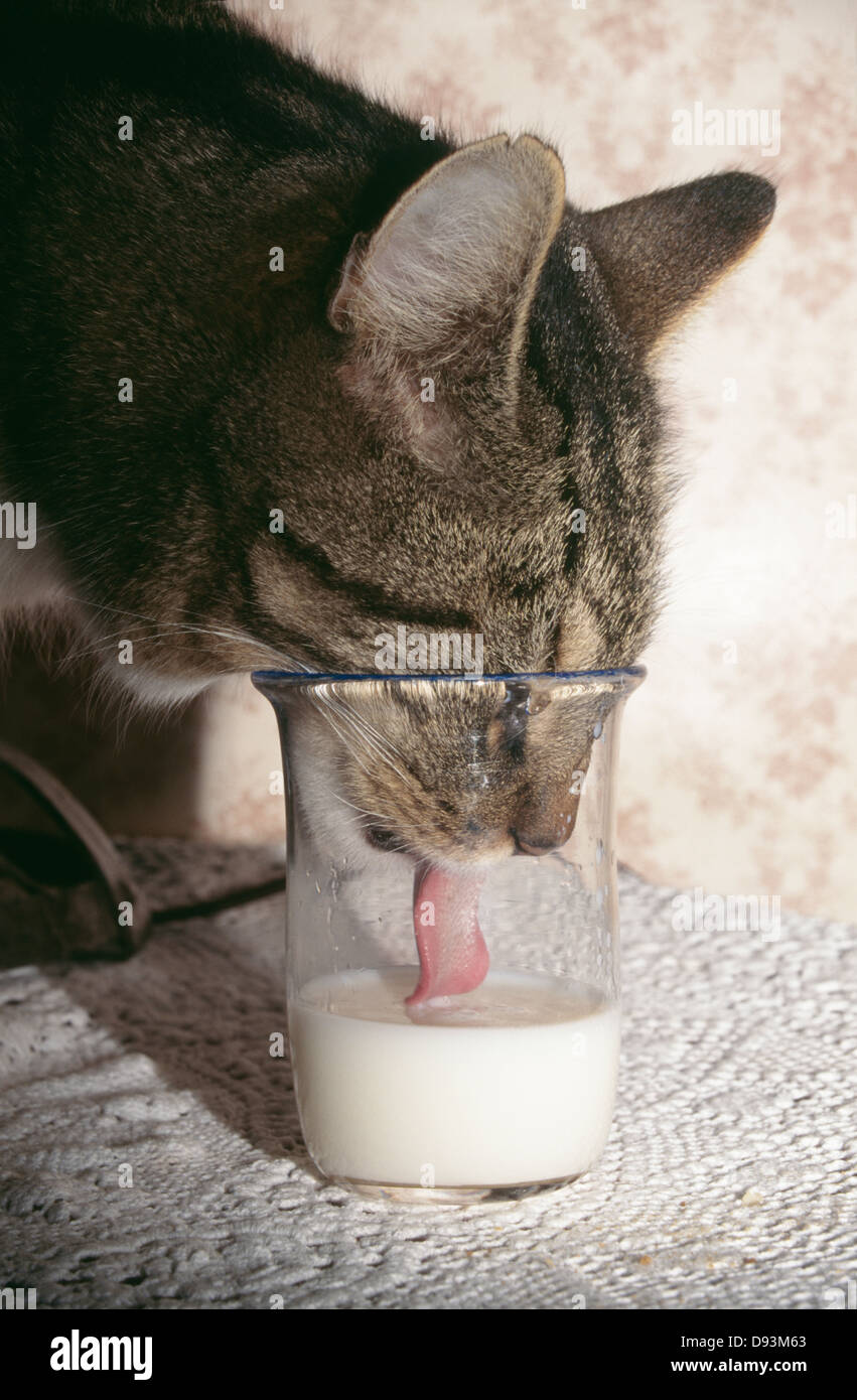 Cat drinking milk Stock Photo - Alamy