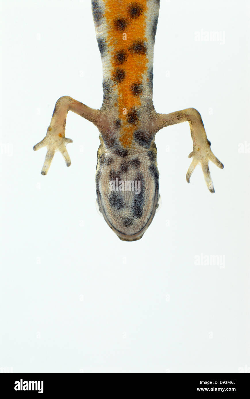 Smooth newt on white background, close-up Stock Photo - Alamy