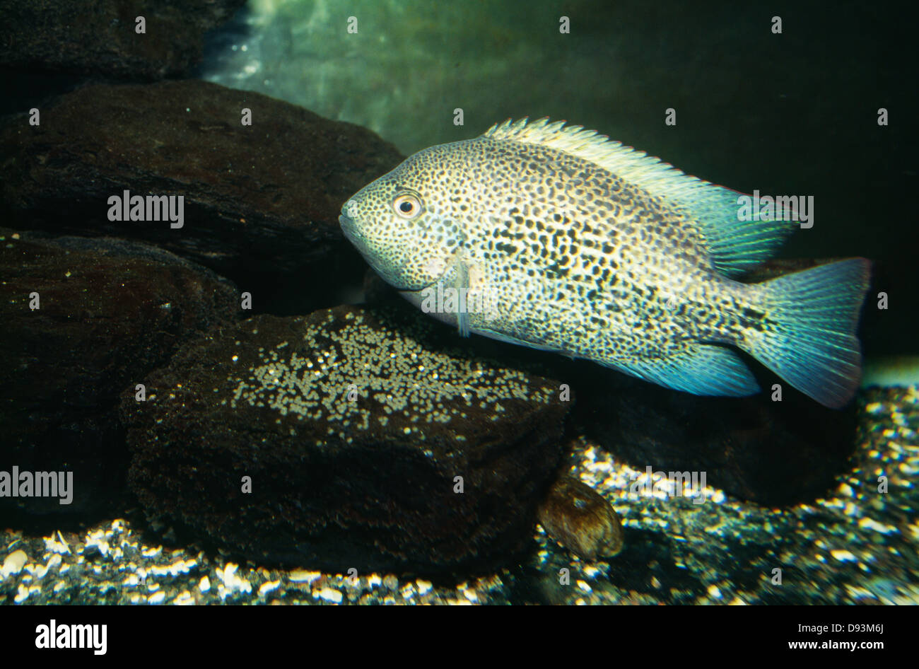 Deep sea ray finned fish hi-res stock photography and images - Alamy