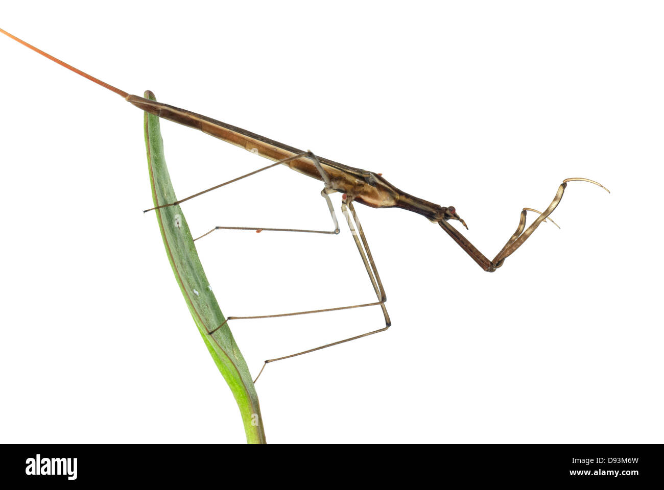 Stick insect close up Cut Out Stock Images & Pictures - Alamy