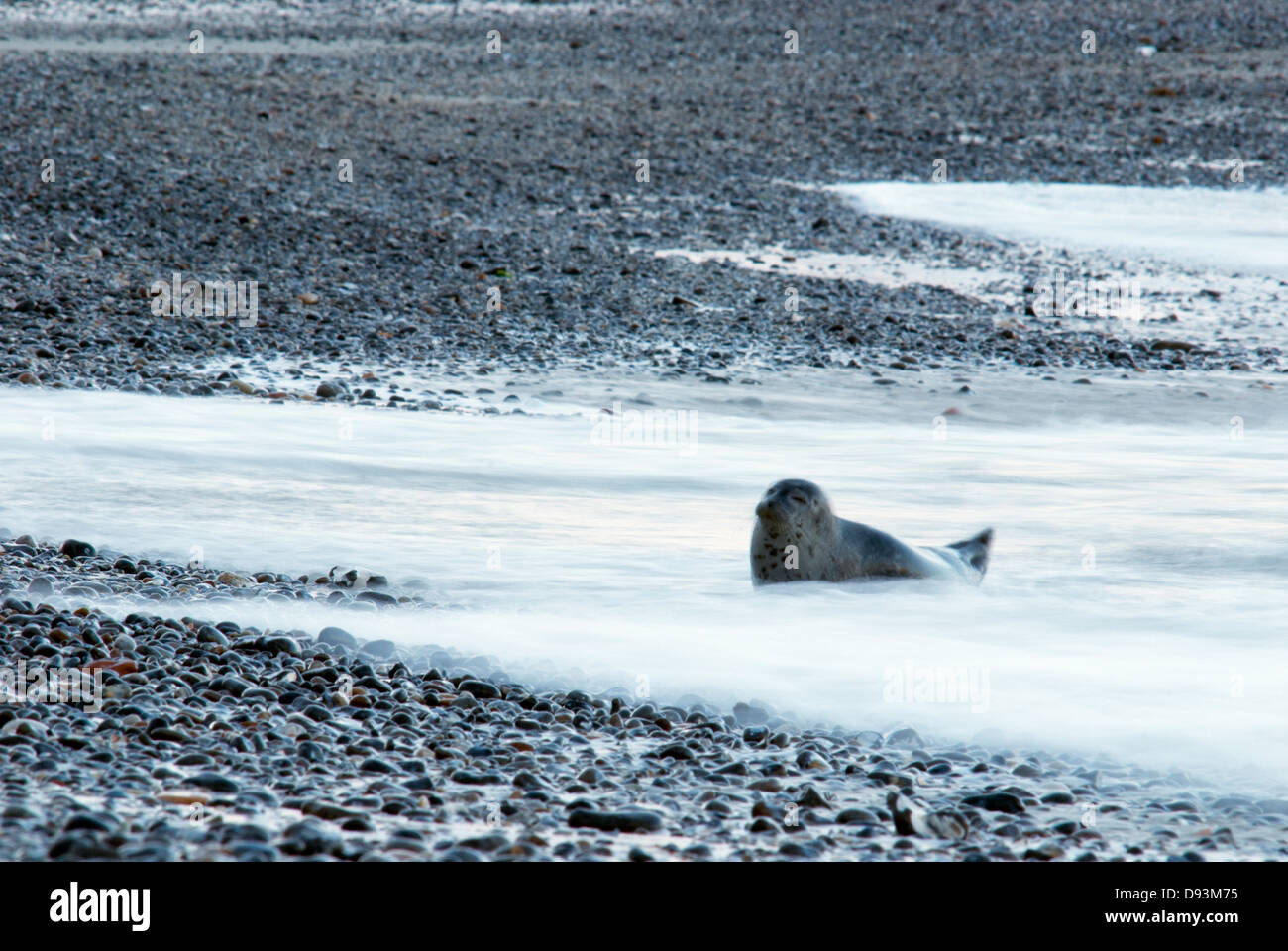 Harbour seal in sea, close-up Stock Photo - Alamy