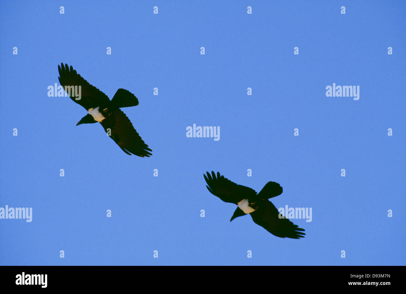 Birds in flight, low angle view Stock Photo - Alamy