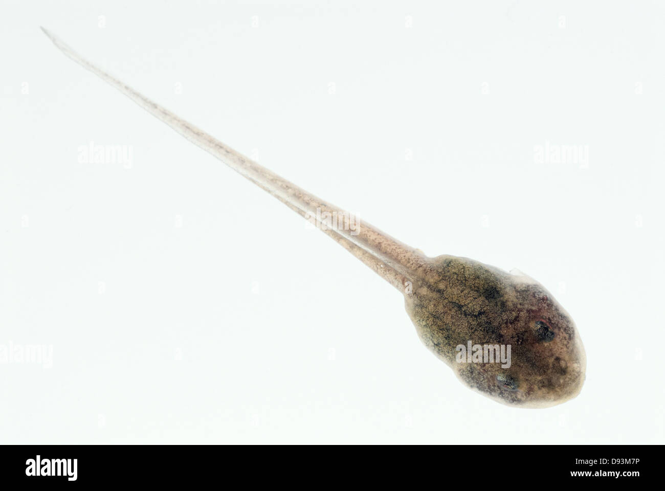 Tadpole growth hi-res stock photography and images - Alamy