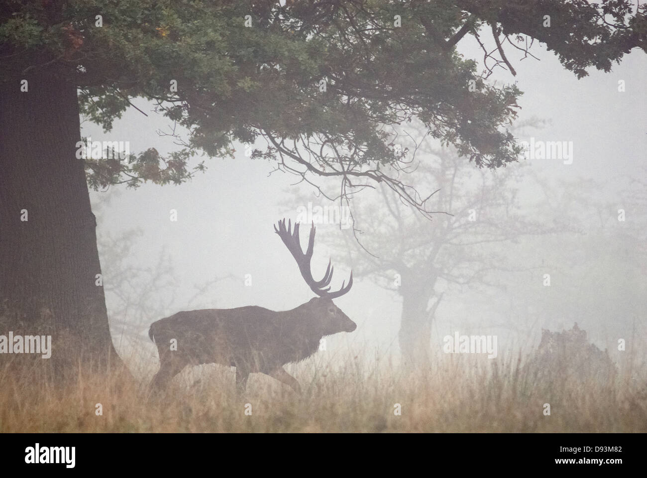 Red deer in fog Stock Photo - Alamy
