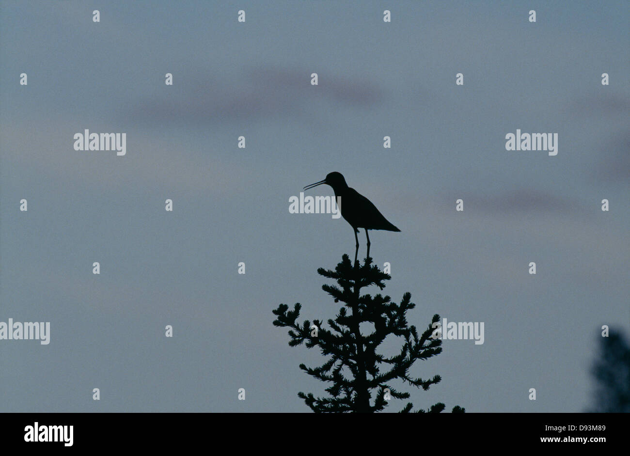 Perched bird silhouette hi-res stock photography and images - Alamy