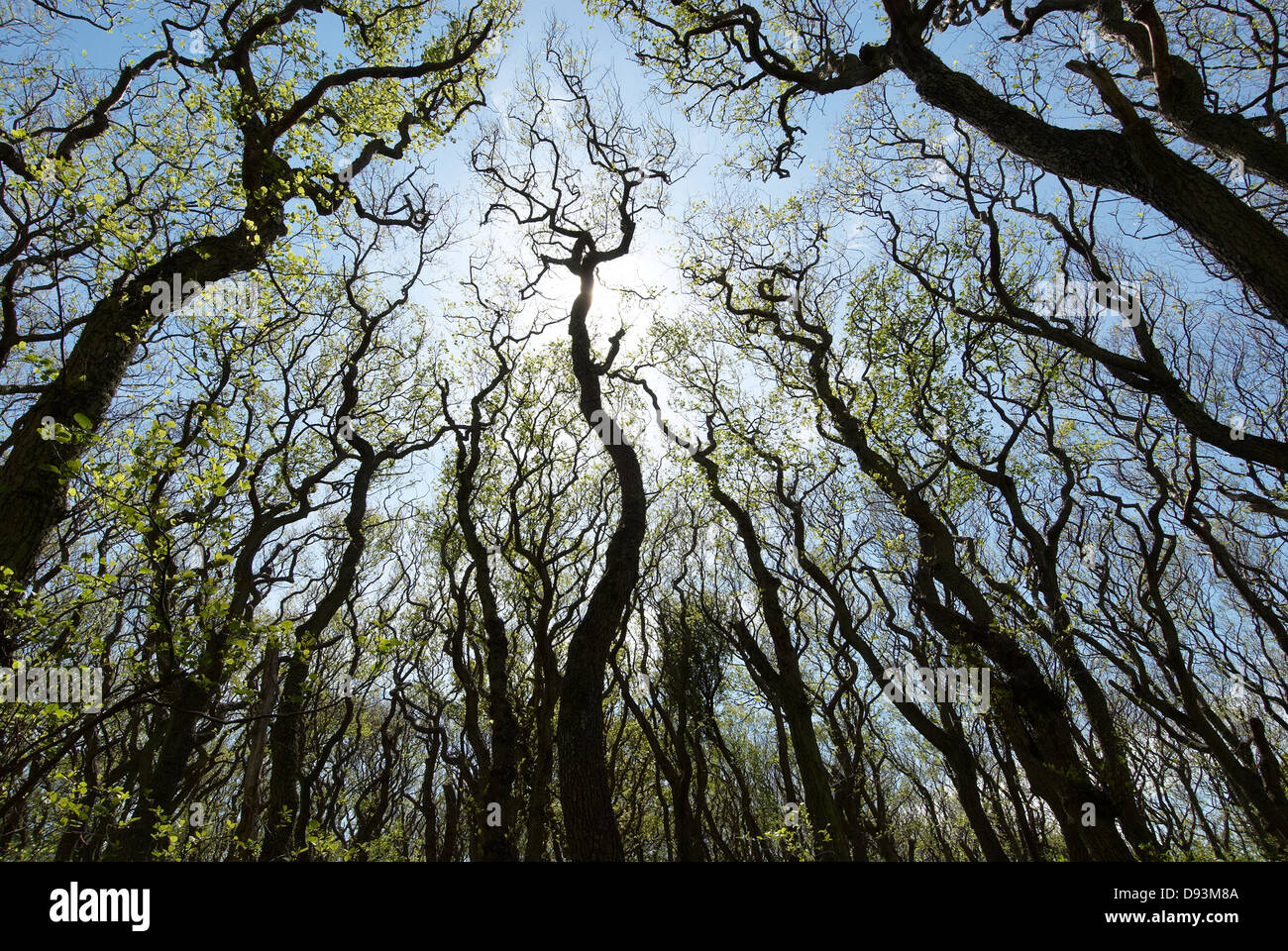 Alder trees hi-res stock photography and images - Alamy