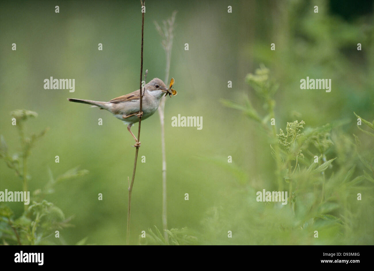 Insect beak hi-res stock photography and images - Alamy