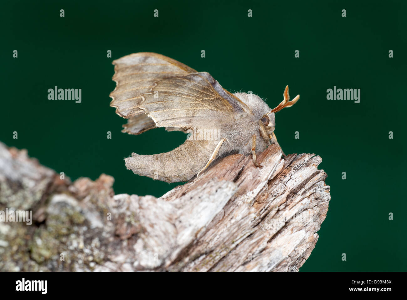 Poplar hawk moth, close-up Stock Photo - Alamy
