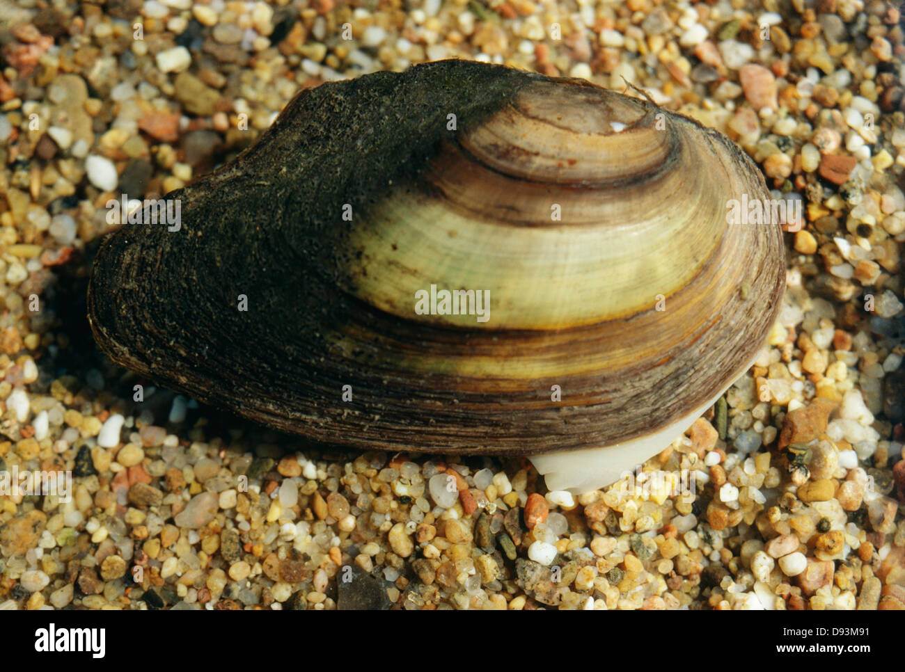 Stone with clam hi-res stock photography and images - Alamy