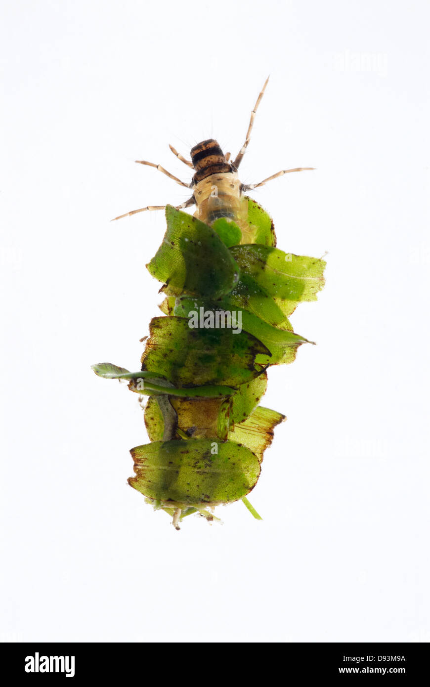 Insect in the house Cut Out Stock Images & Pictures - Alamy