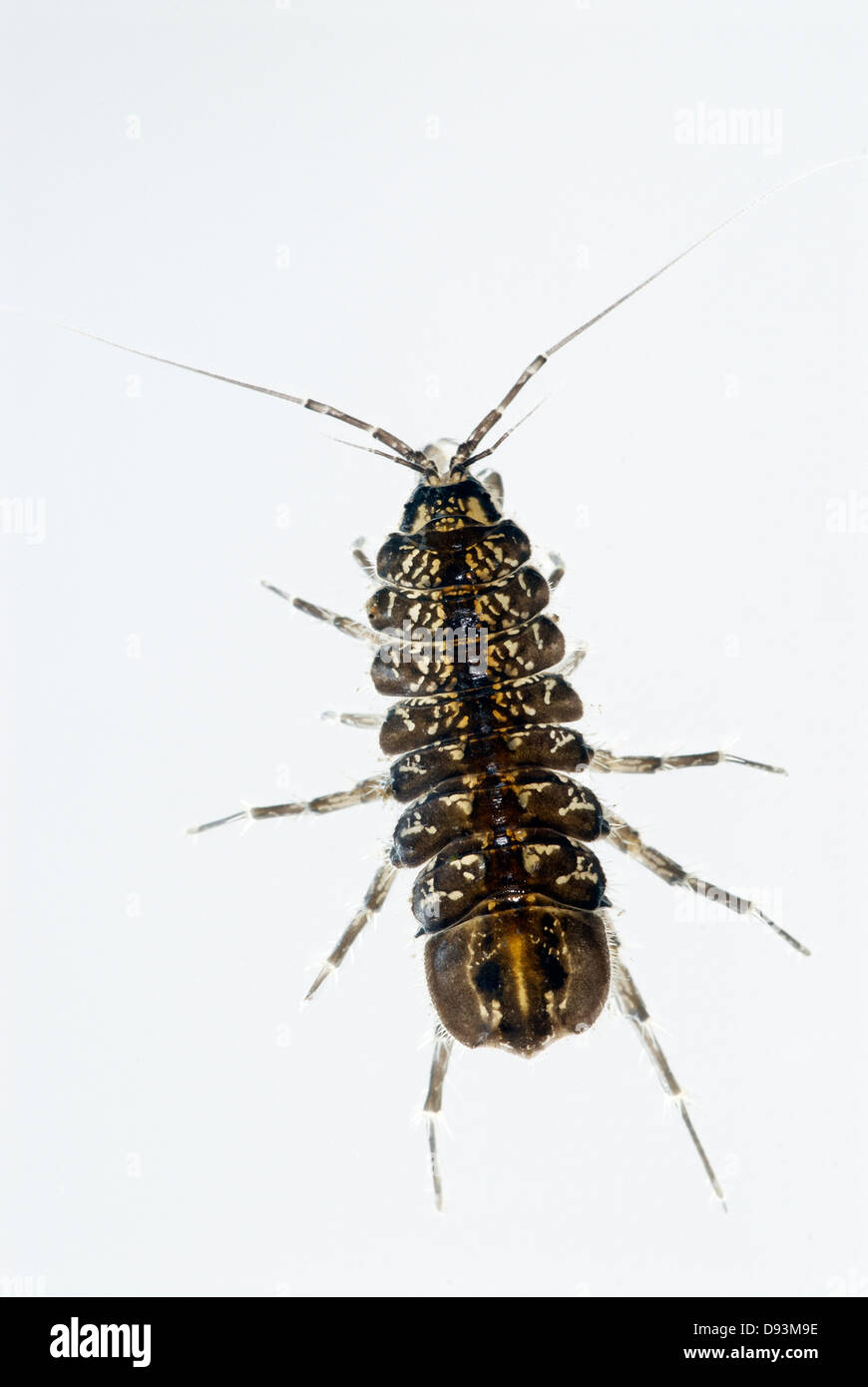 Isopods water hi-res stock photography and images - Alamy