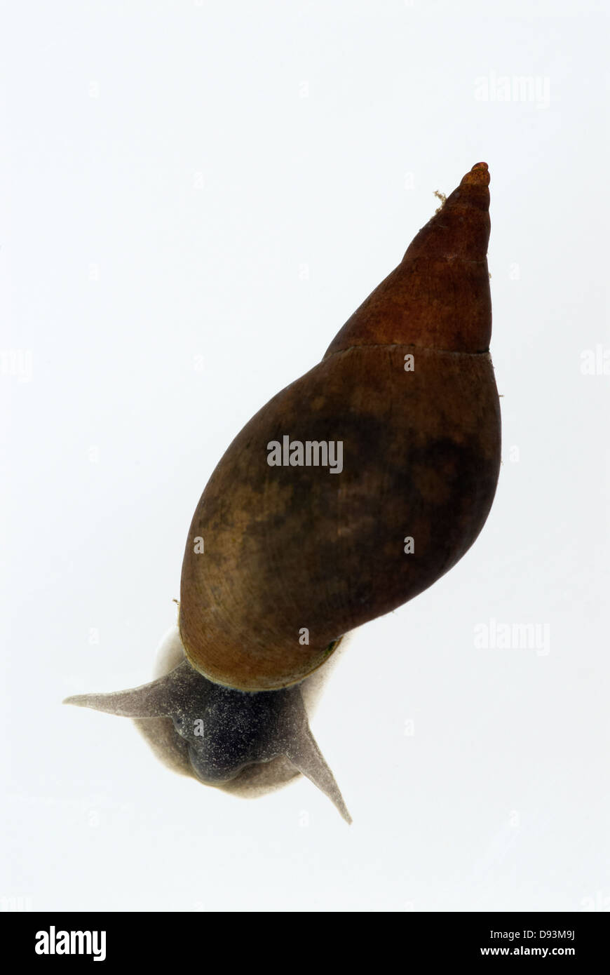 Animal against white background, close-up Stock Photo - Alamy