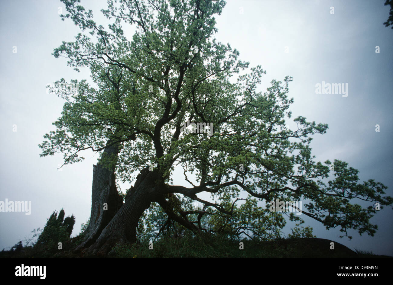 Leaning tree, low angle view Stock Photo - Alamy
