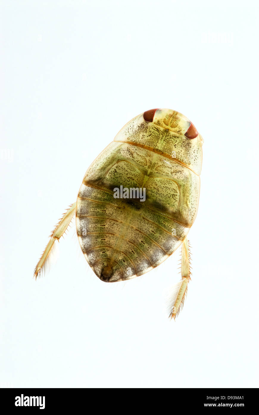 Insect white background hi-res stock photography and images - Alamy